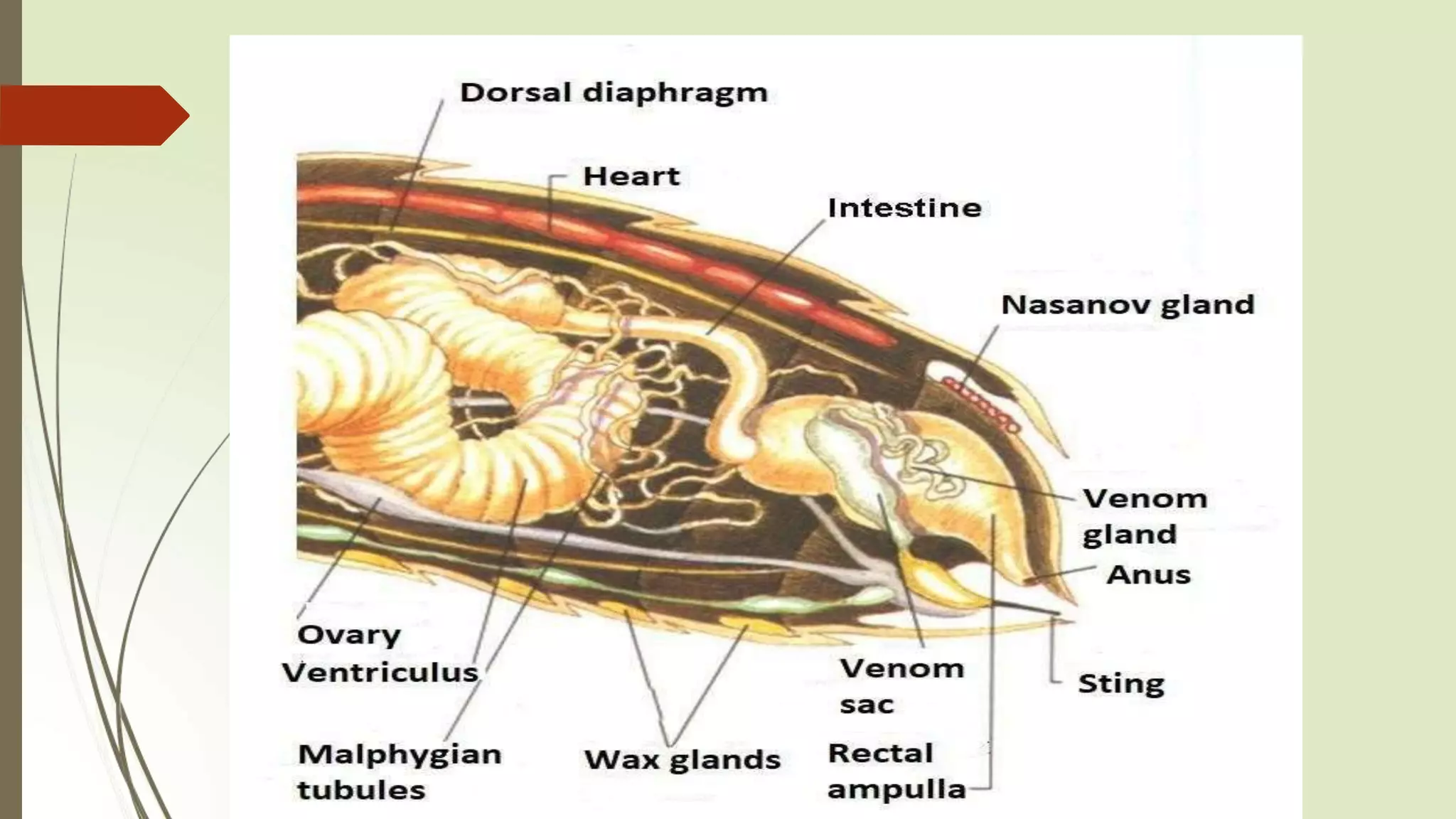 Morphology and anatomy of honeybee | PPTX