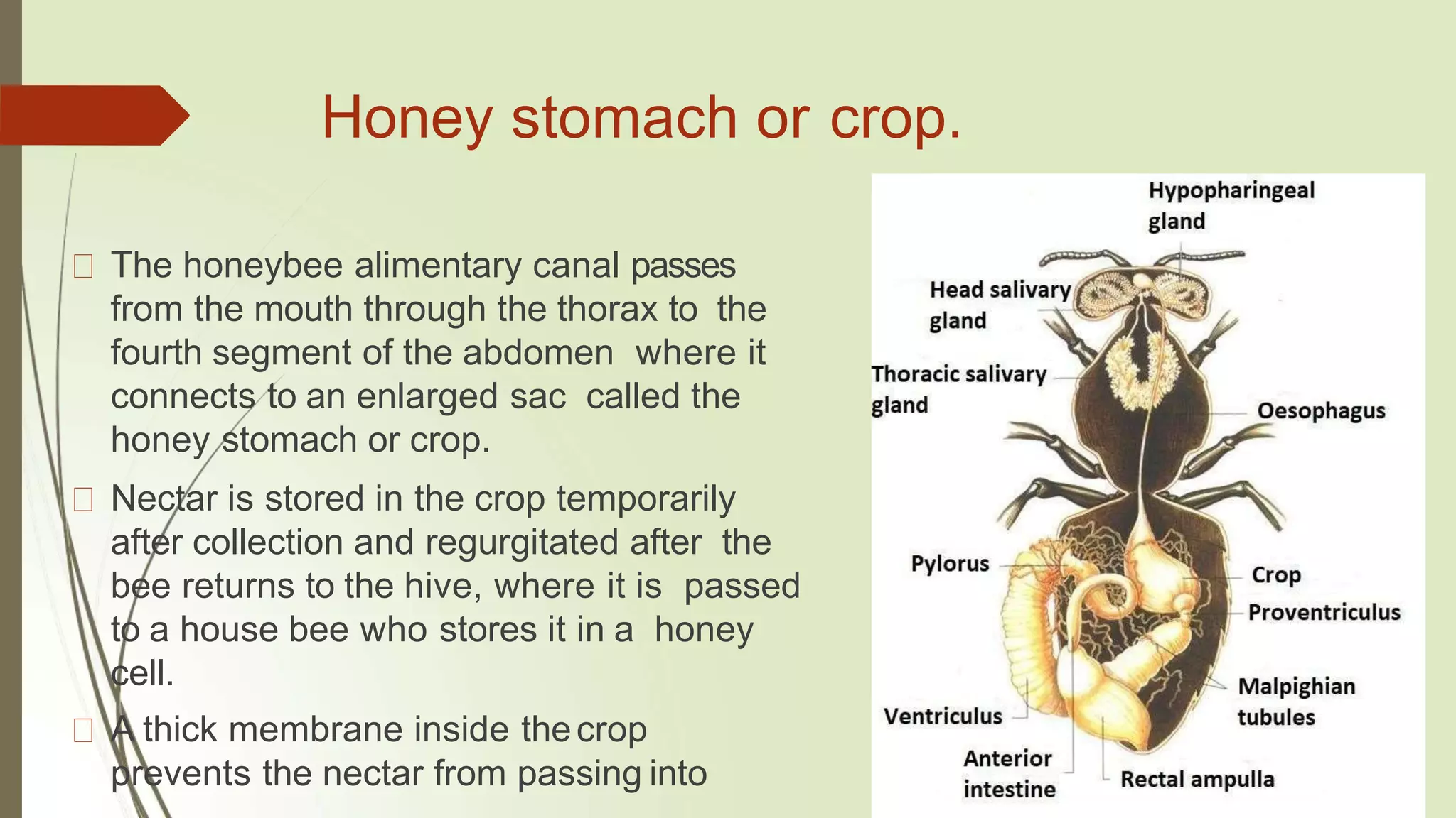 Morphology and anatomy of honeybee | PPTX