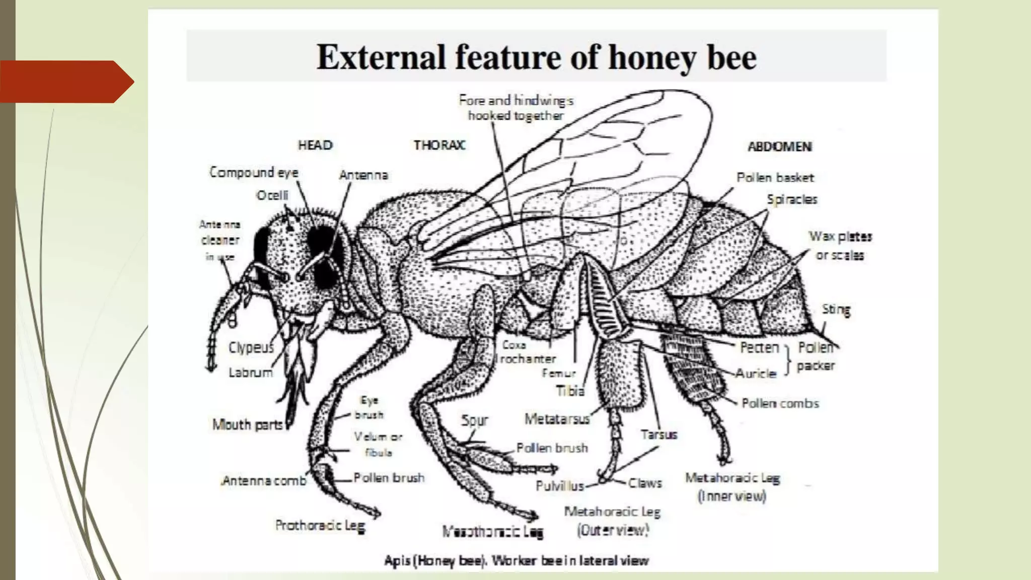 Morphology and anatomy of honeybee | PPTX