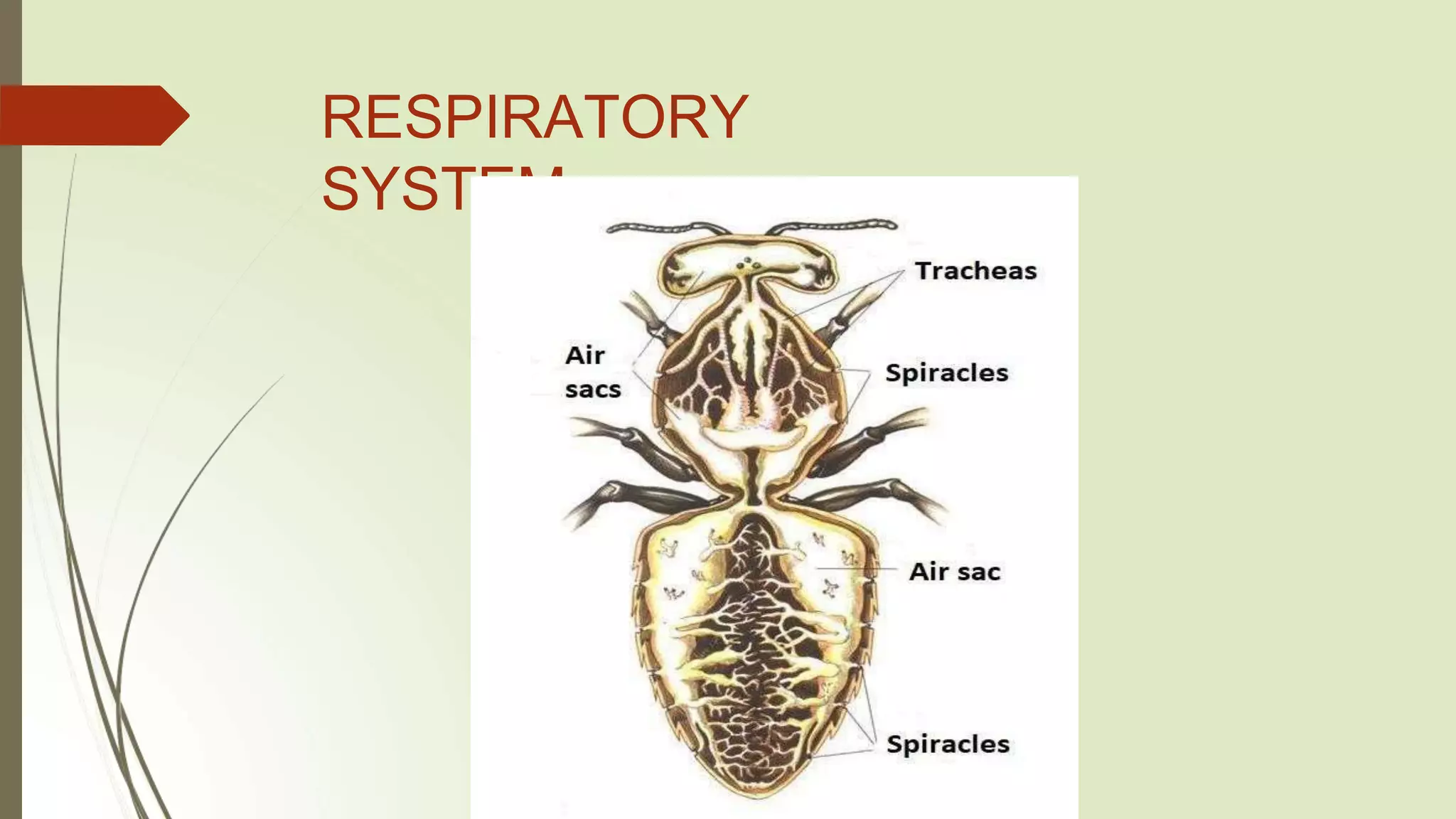 Morphology and anatomy of honeybee | PPTX