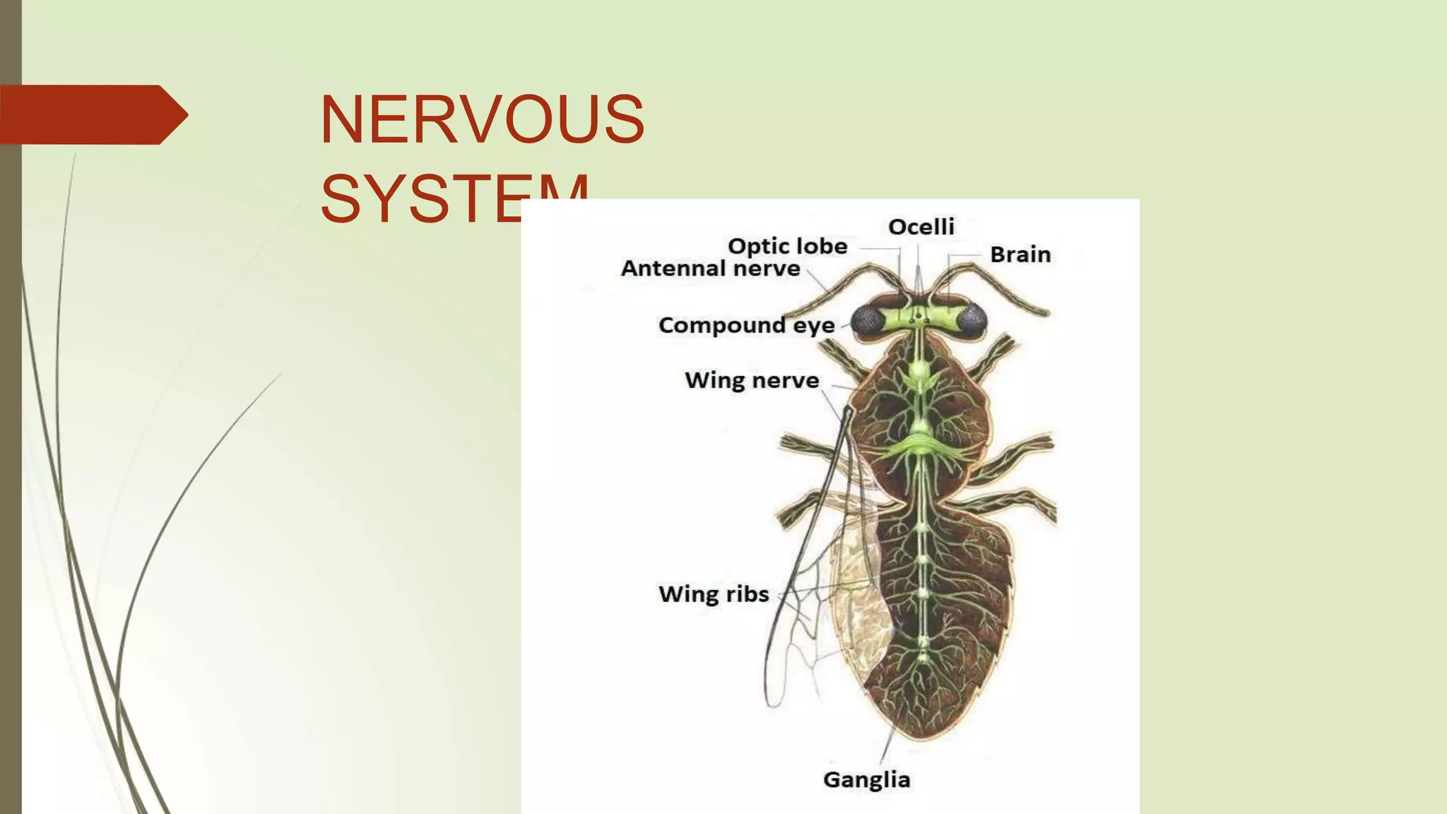 Morphology and anatomy of honeybee | PPTX