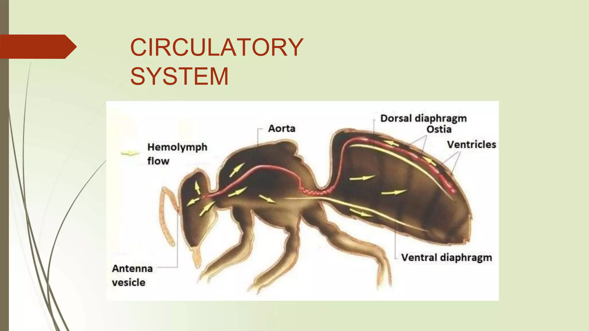 Morphology and anatomy of honeybee | PPTX