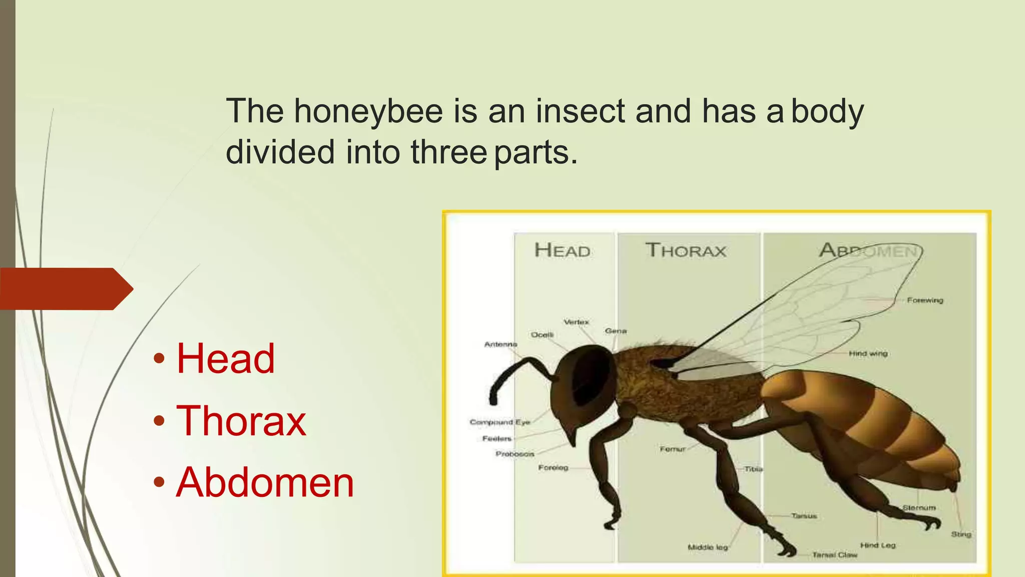 Morphology and anatomy of honeybee | PPTX