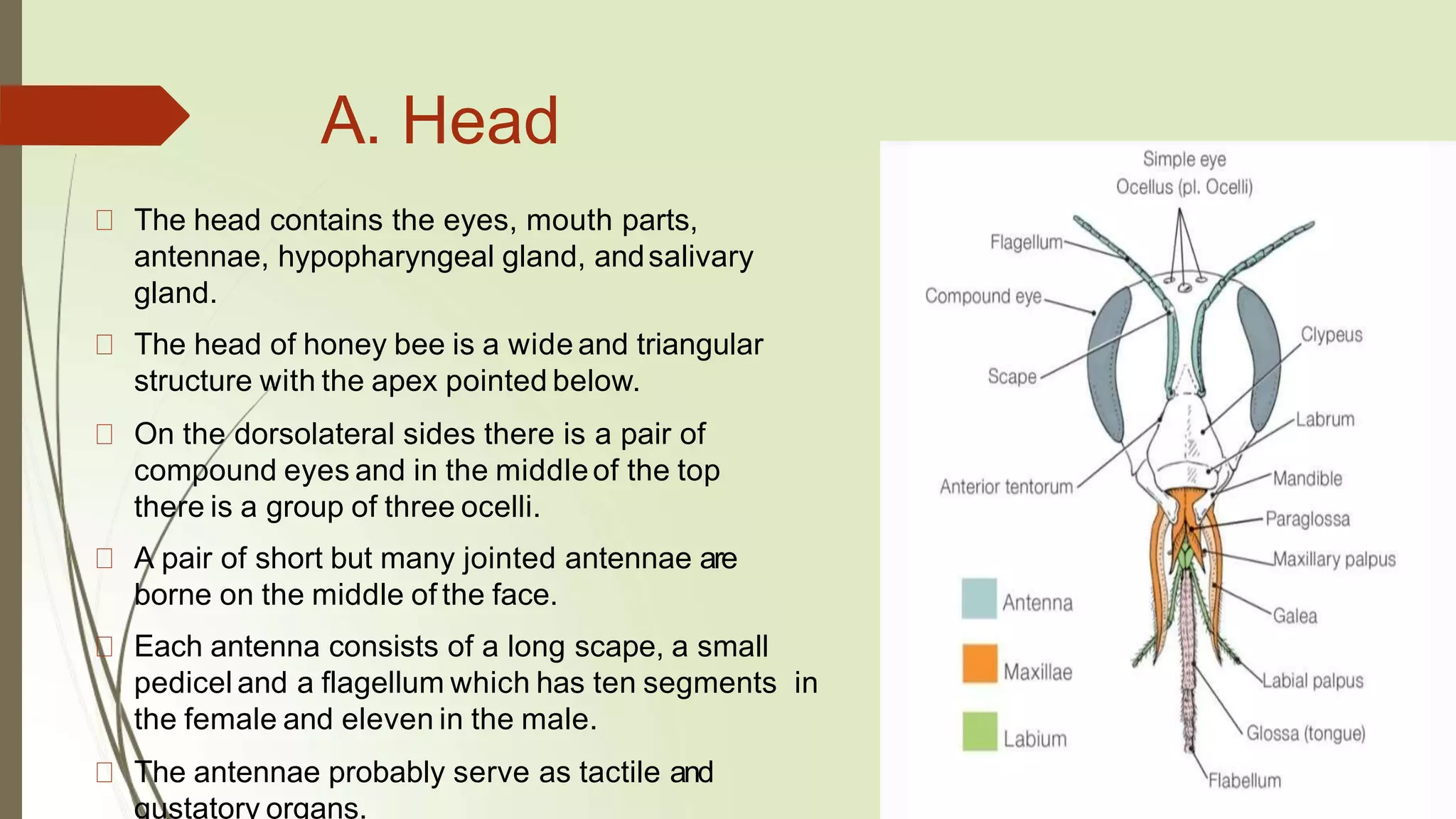 Morphology and anatomy of honeybee | PPTX