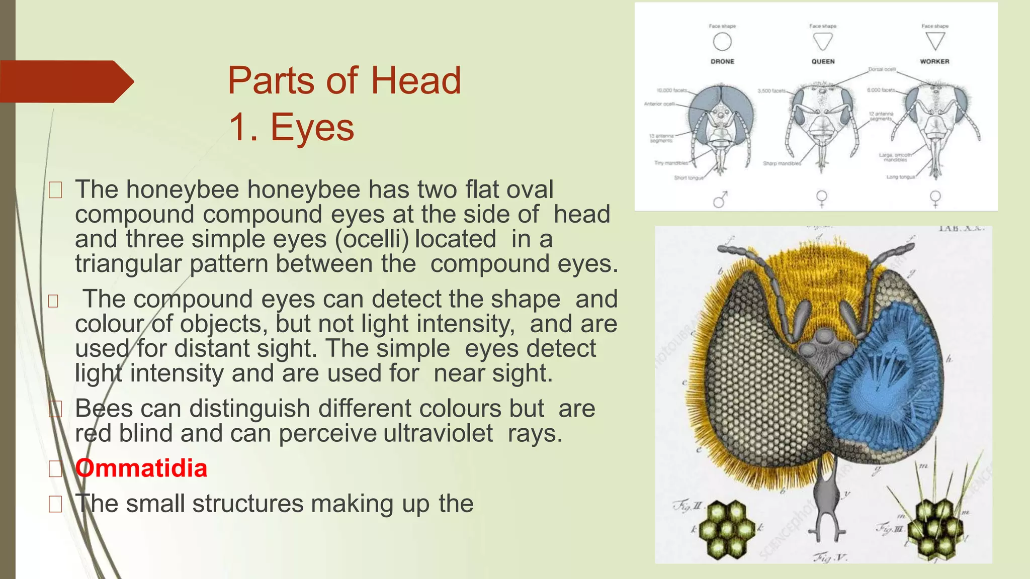Morphology and anatomy of honeybee | PPTX