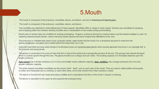 Morphology and anatomy of honeybee | PPTX