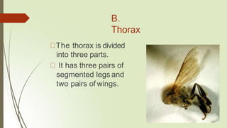 Morphology and anatomy of honeybee | PPTX