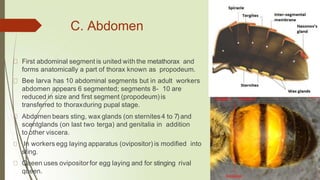 Morphology and anatomy of honeybee | PPTX