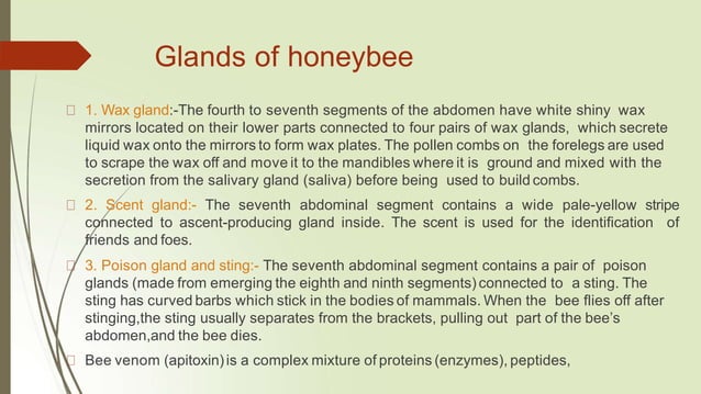 Morphology and anatomy of honeybee | PPTX