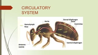 Morphology and anatomy of honeybee | PPTX