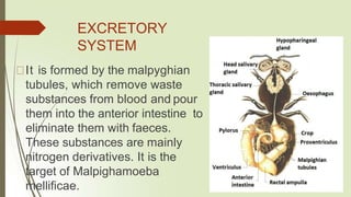 Morphology and anatomy of honeybee | PPTX