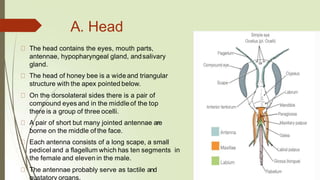Morphology and anatomy of honeybee | PPTX