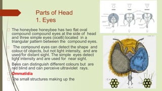 Morphology and anatomy of honeybee | PPTX