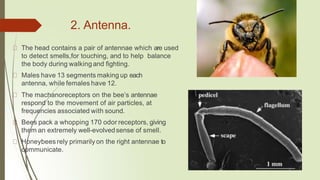 Morphology and anatomy of honeybee | PPTX