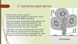 Morphology and anatomy of honeybee | PPTX