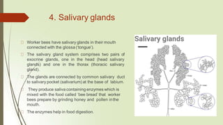 Morphology and anatomy of honeybee | PPTX