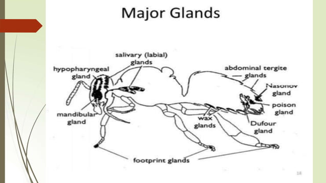 Morphology and anatomy of honeybee | PPTX