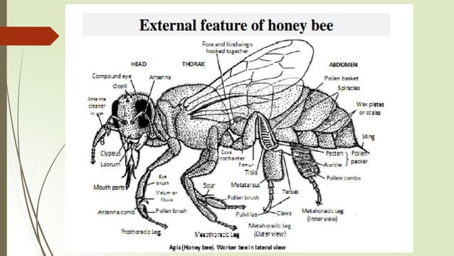 Morphology and anatomy of honeybee