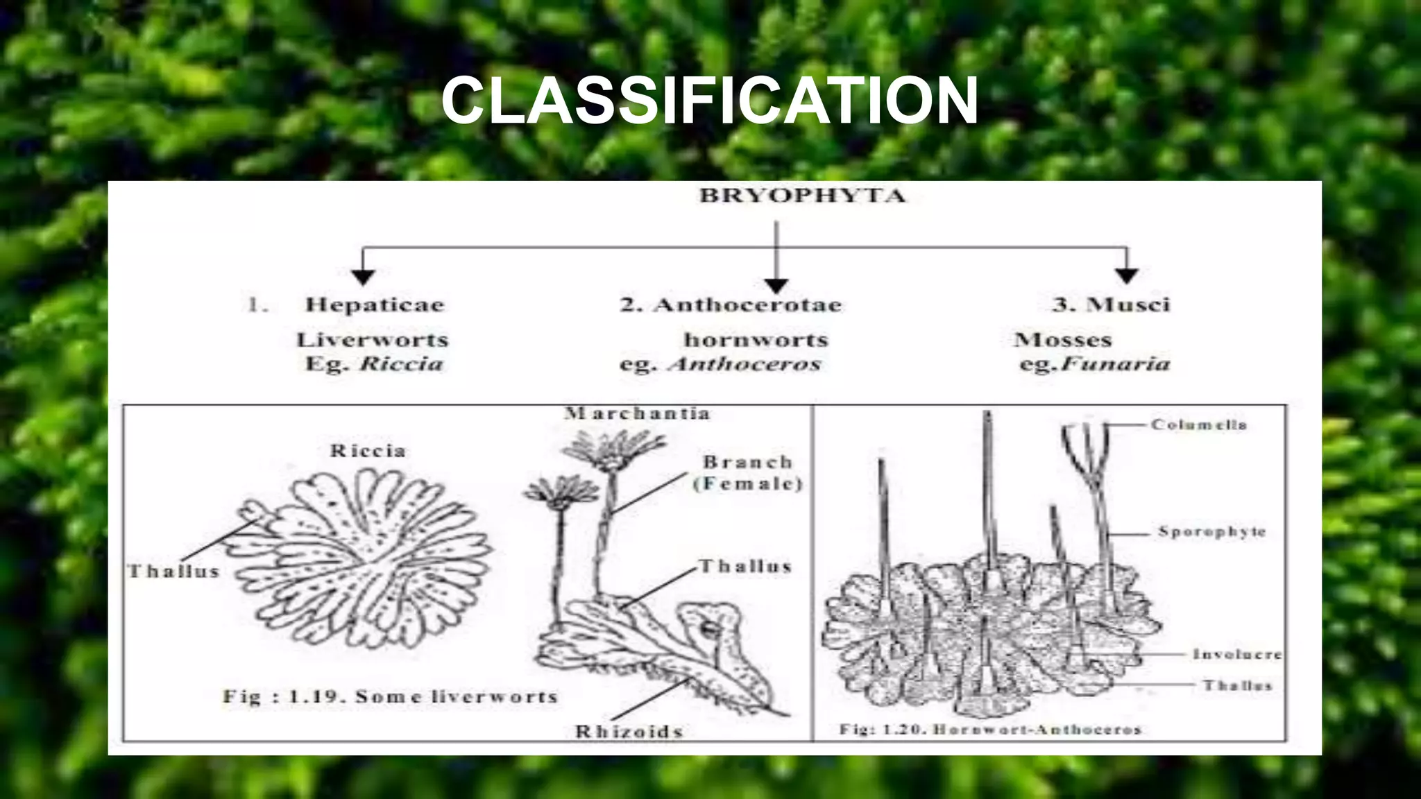 Morphology and classification of bryophytes | PPTX