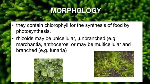 Morphology and classification of bryophytes | PPTX