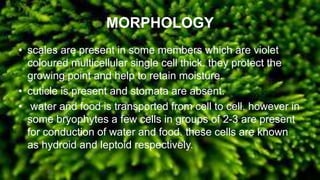 Morphology and classification of bryophytes | PPTX