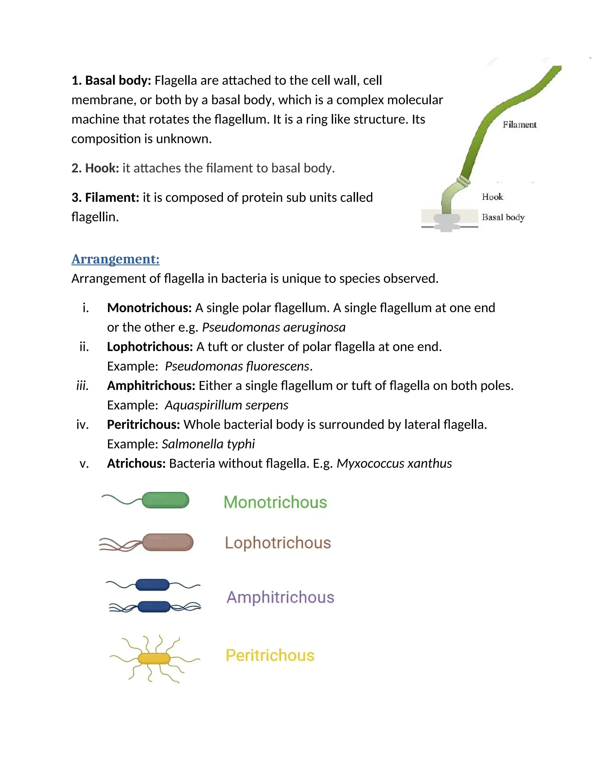 Morphology and fine Structure of Bacteria (shape, size, arrangement ...