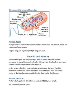 Morphology and fine Structure of Bacteria (shape, size, arrangement ...