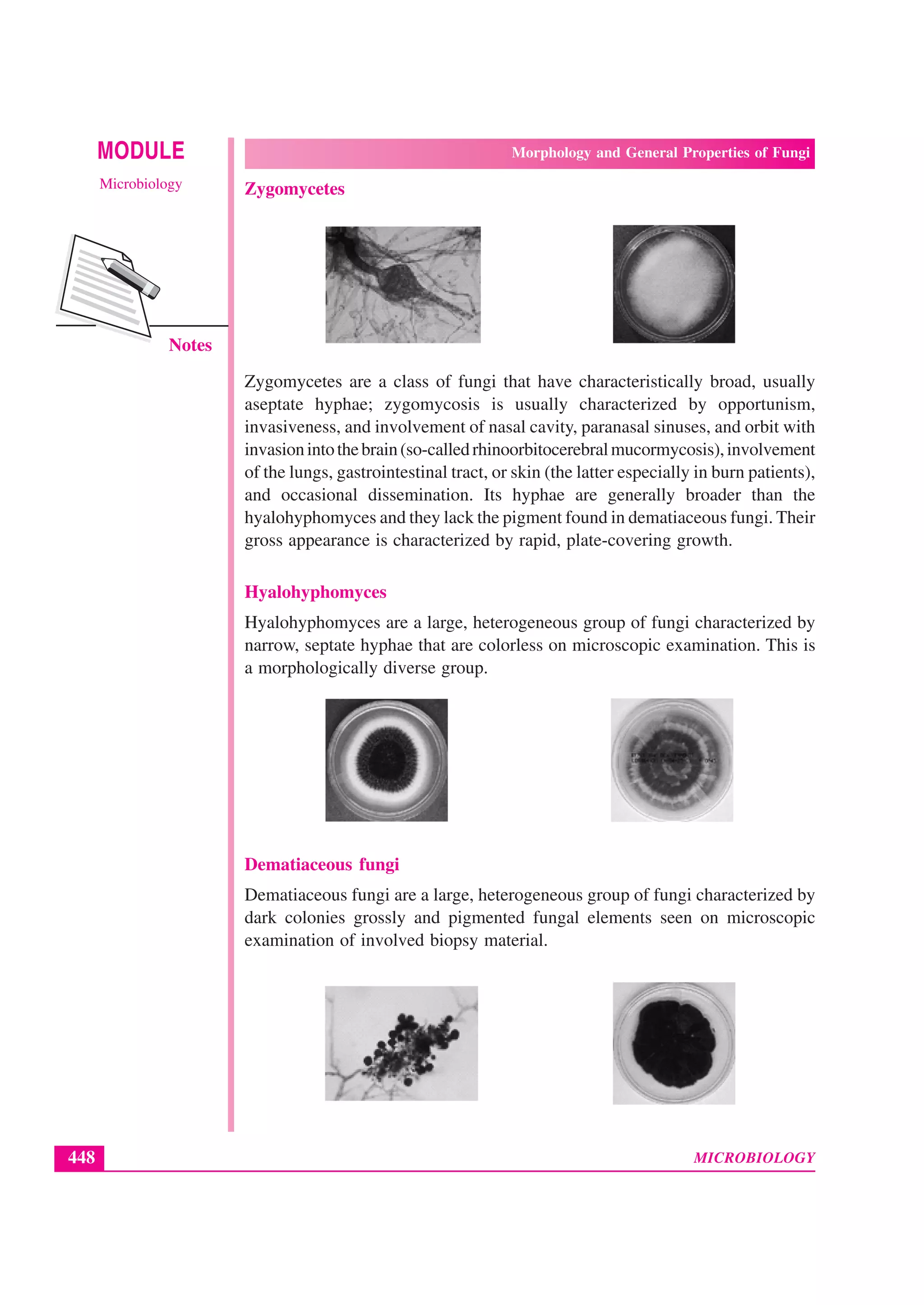 Morphology and general and general properties of fungi | PDF