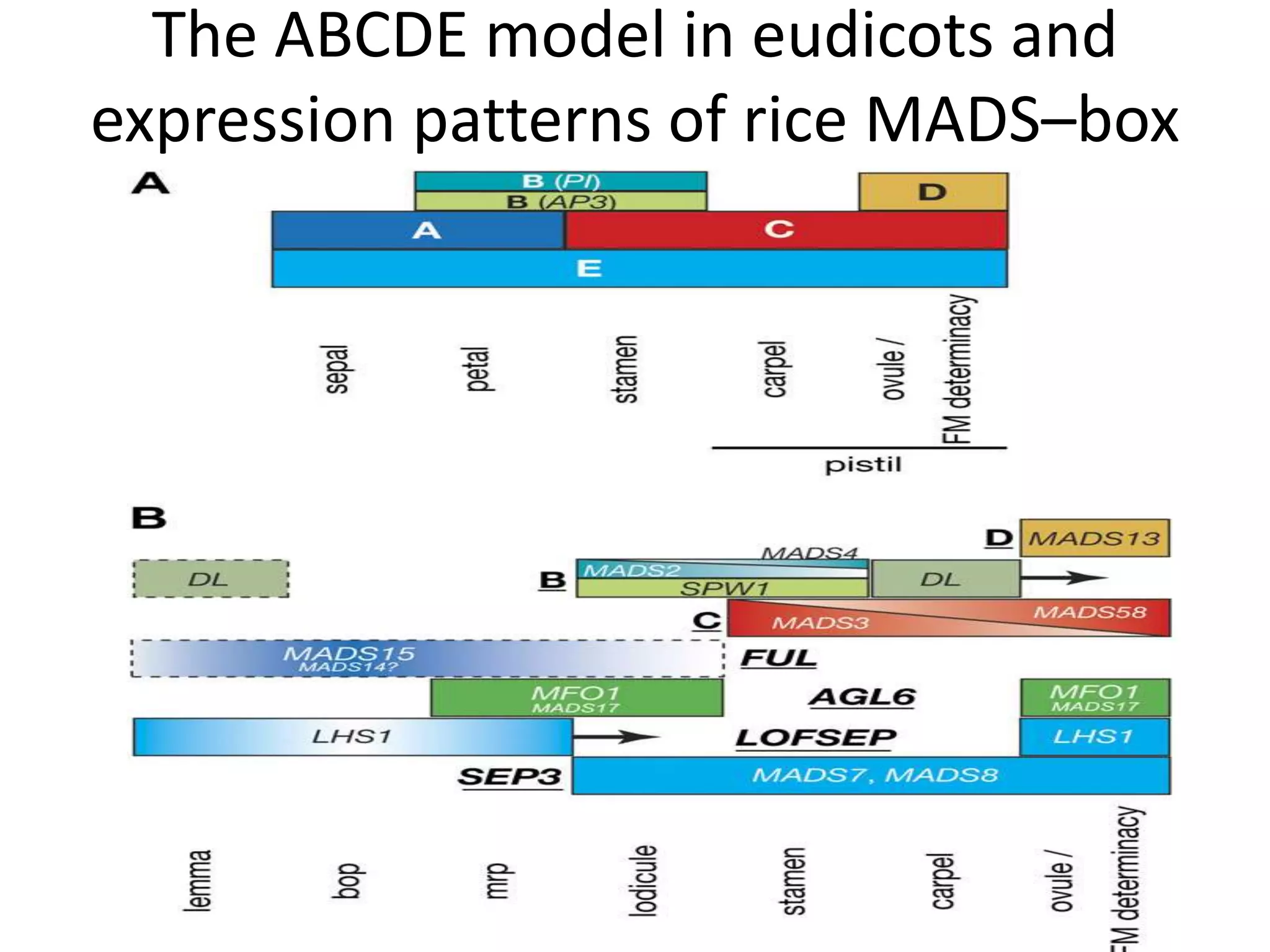 Morphology and genetic development of flower in rice | PPTX
