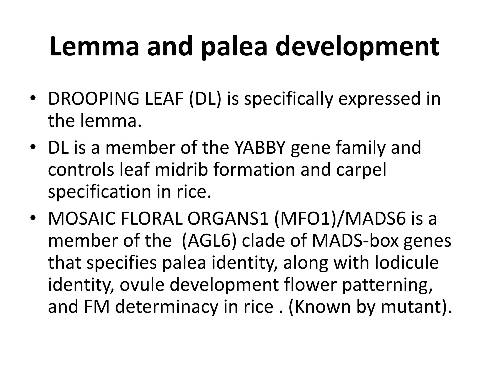 Morphology and genetic development of flower in rice | PPTX