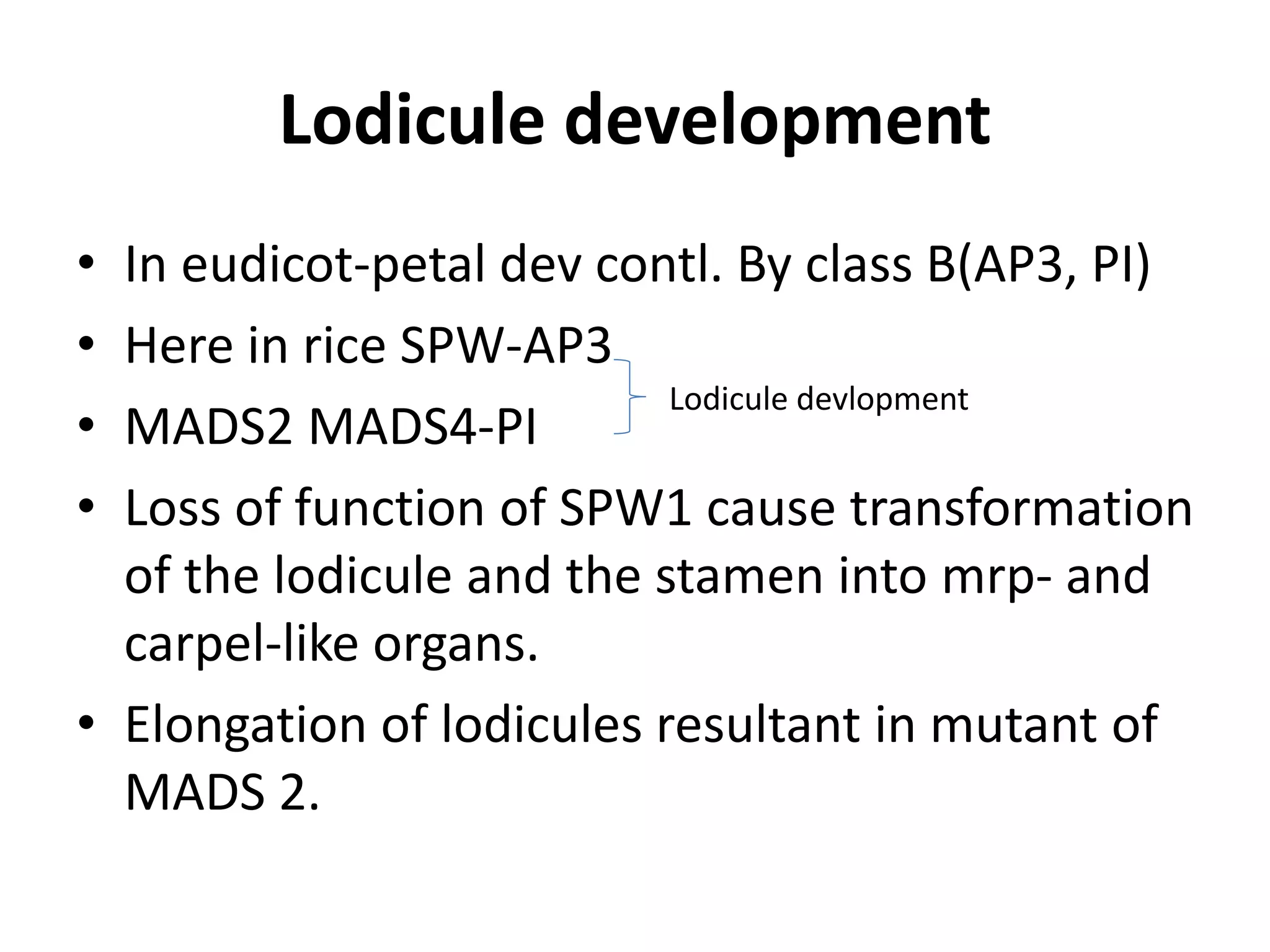Morphology and genetic development of flower in rice | PPTX