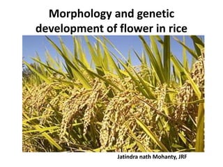 Morphology and genetic development of flower in rice | PPTX