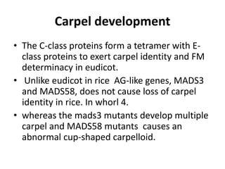 Morphology and genetic development of flower in rice | PPTX