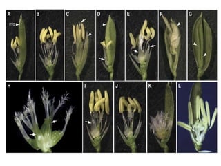 Morphology and genetic development of flower in rice | PPTX