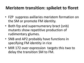 Morphology and genetic development of flower in rice | PPTX