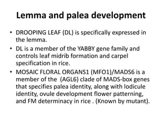 Morphology and genetic development of flower in rice | PPTX