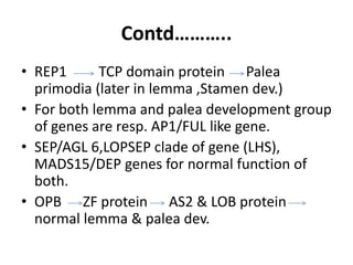 Morphology and genetic development of flower in rice | PPTX