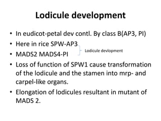 Morphology and genetic development of flower in rice | PPTX