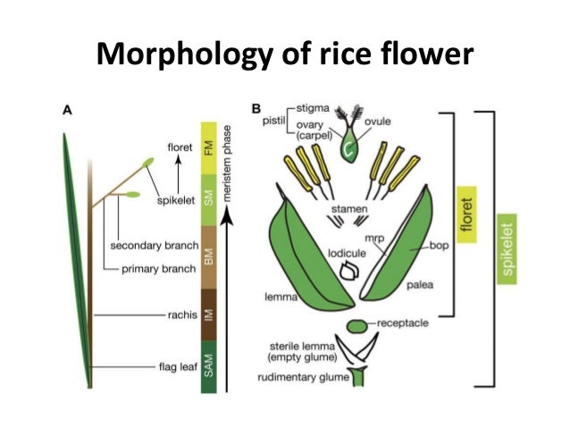 Morphology and genetic development of flower in rice