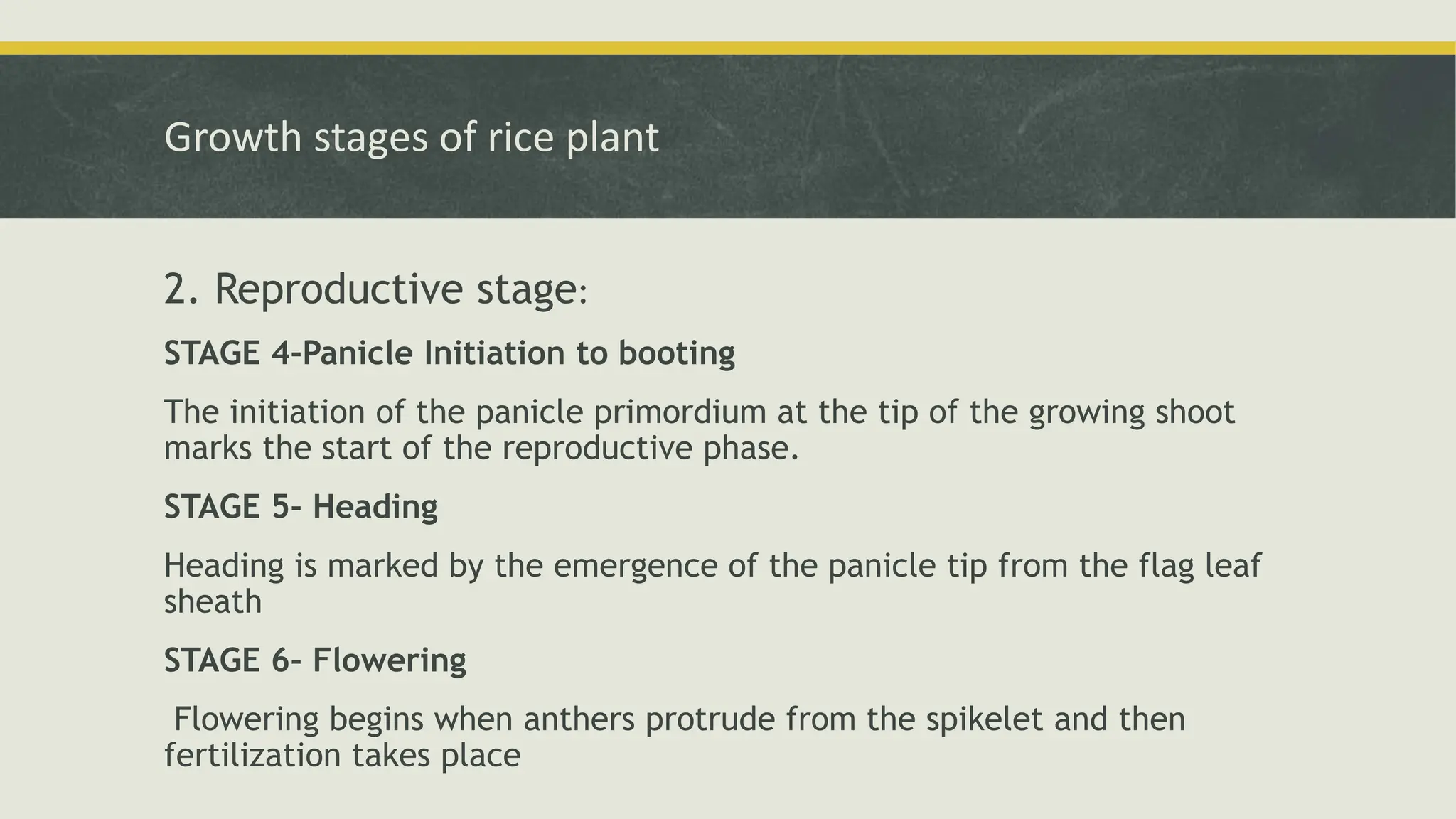 Morphology and growth stages of Rice.pptx