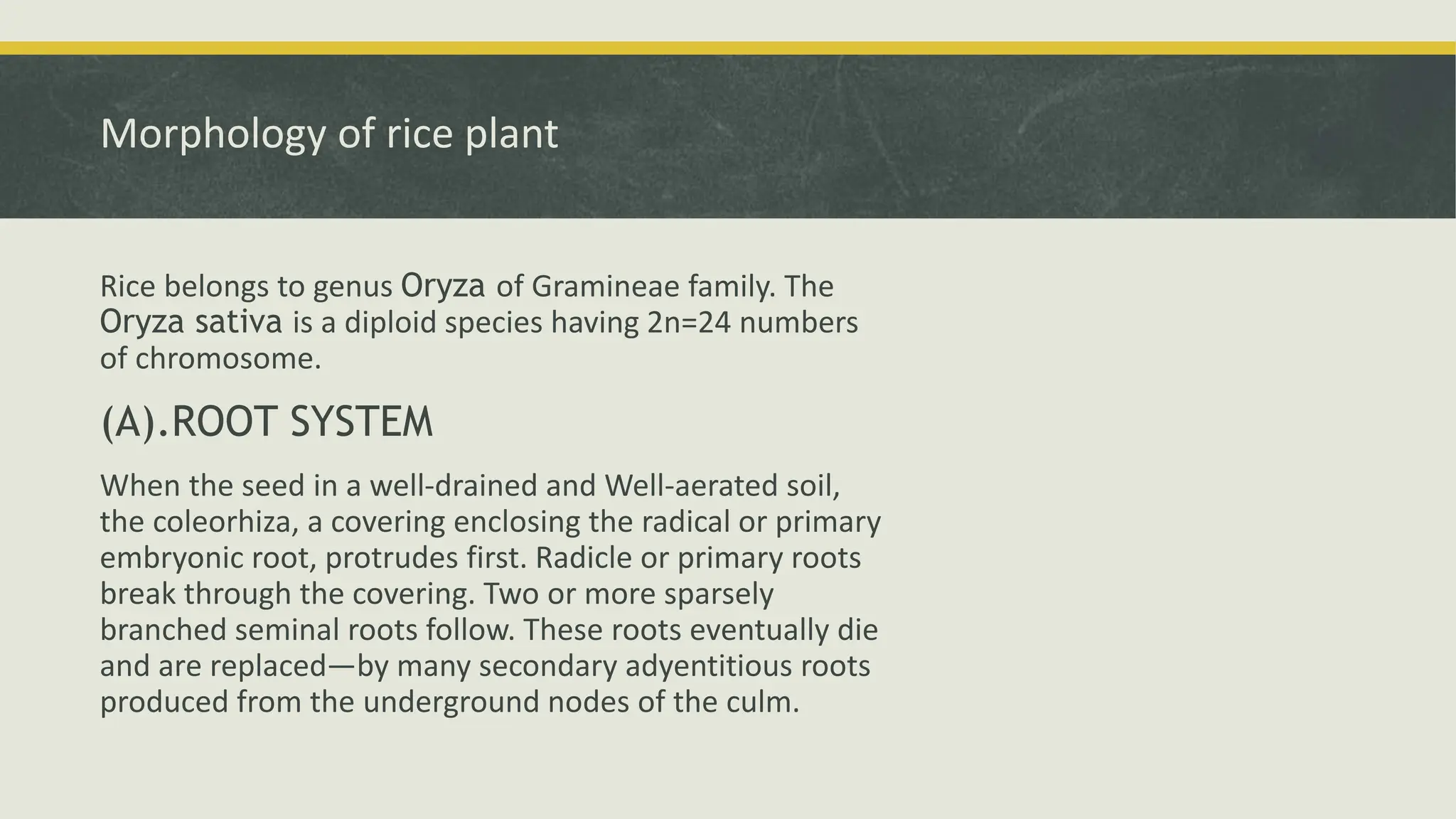Morphology and growth stages of Rice.pptx