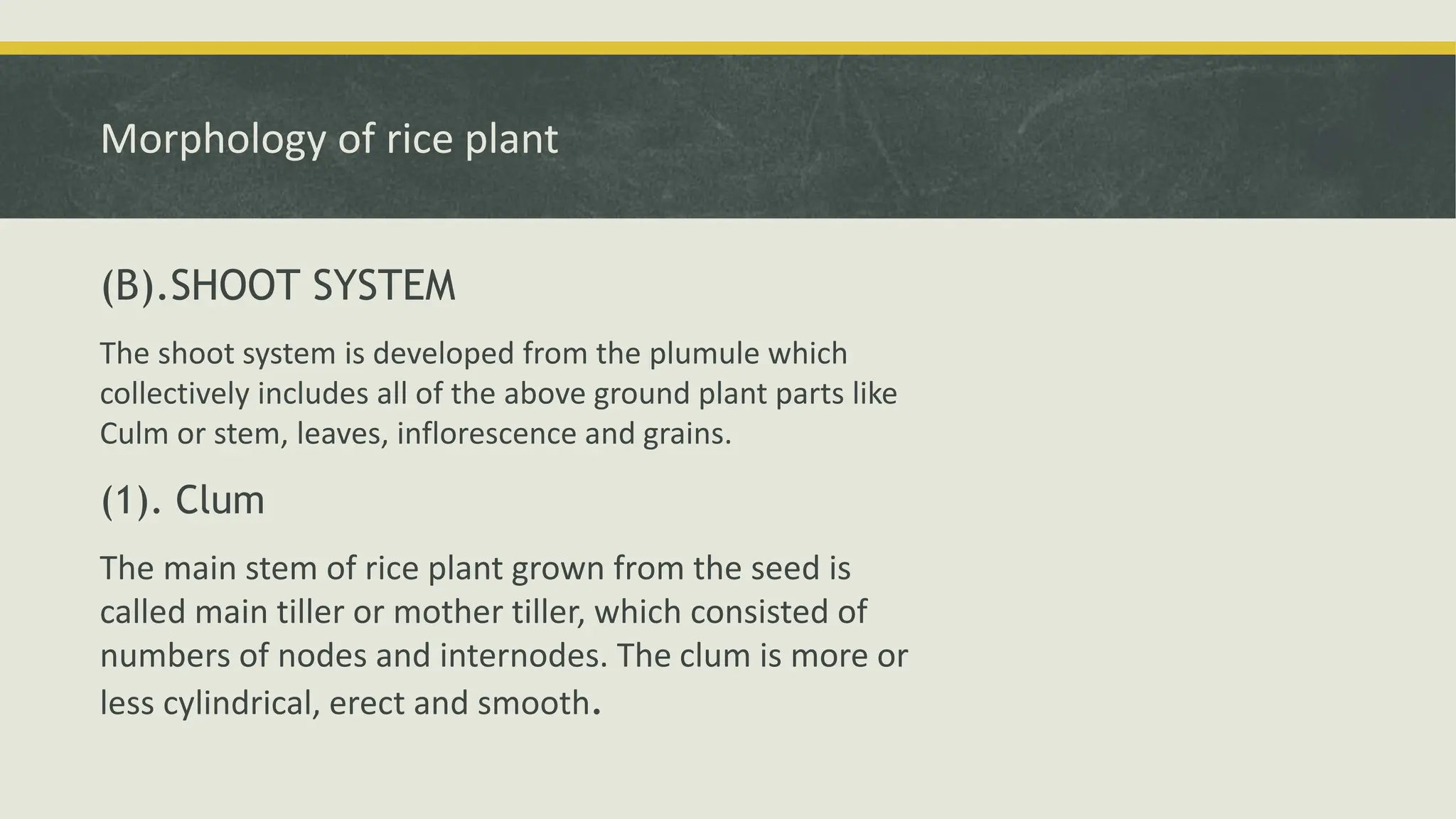 Morphology and growth stages of Rice.pptx