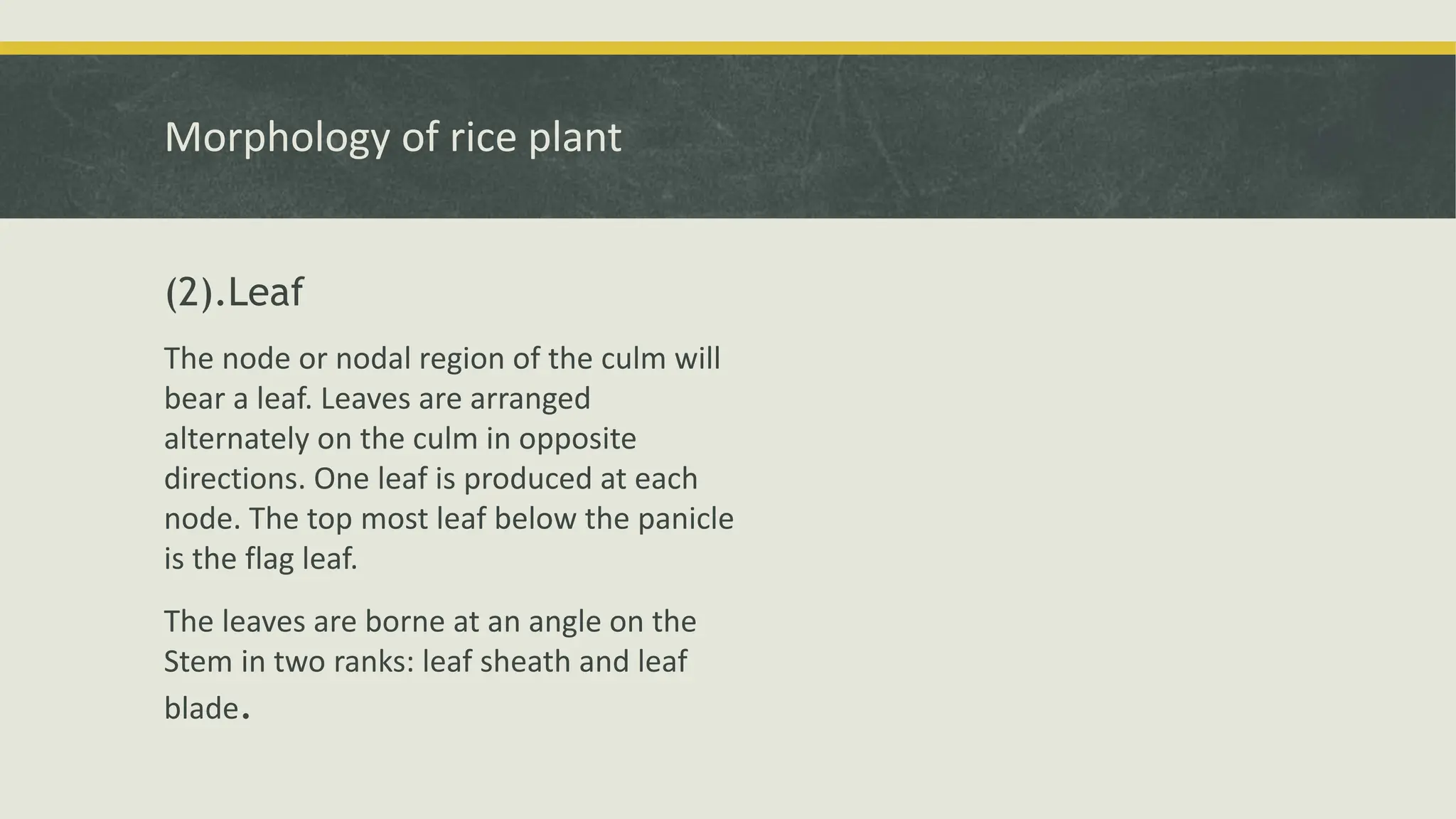 Morphology and growth stages of Rice.pptx