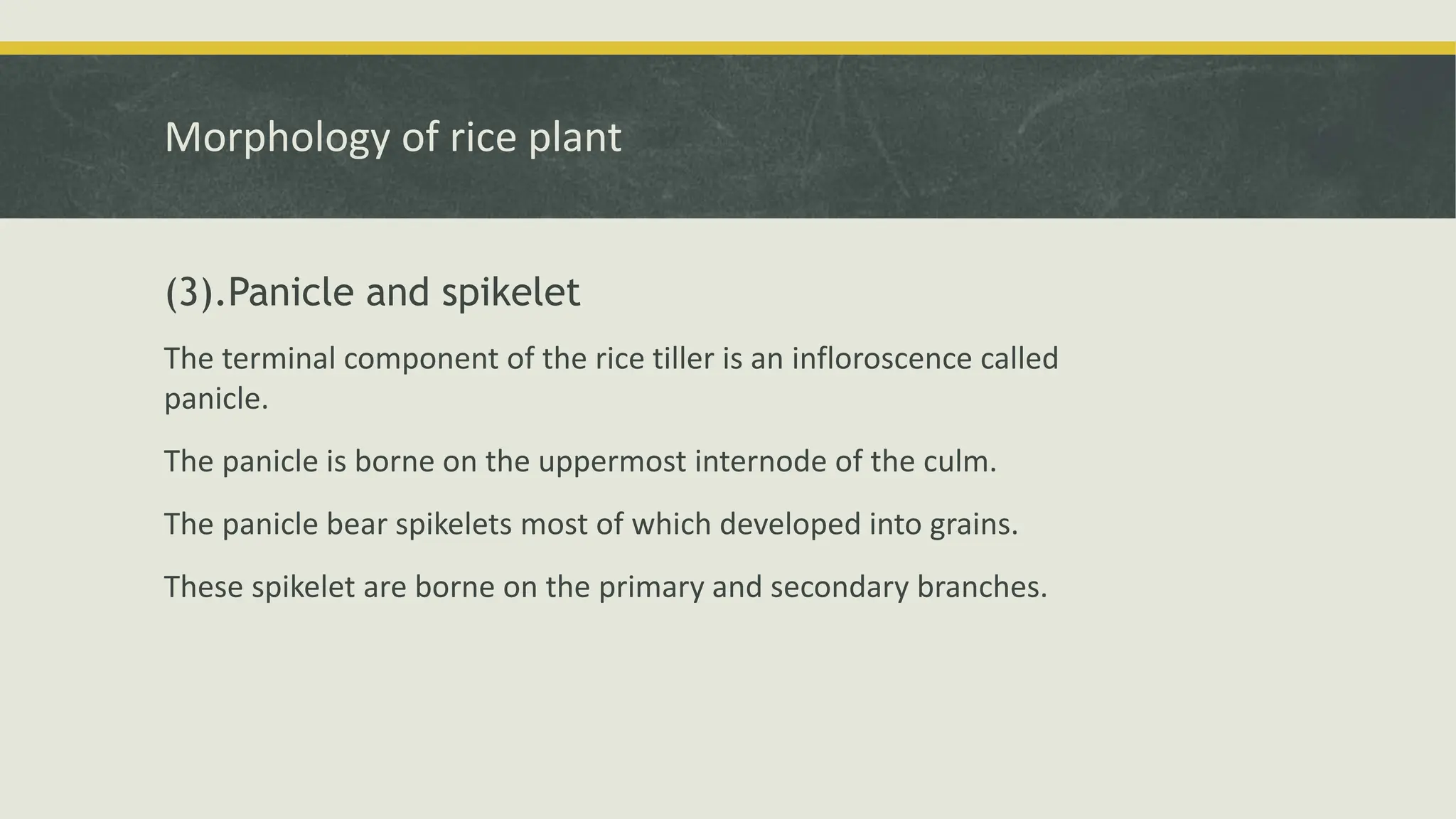 Morphology and growth stages of Rice.pptx