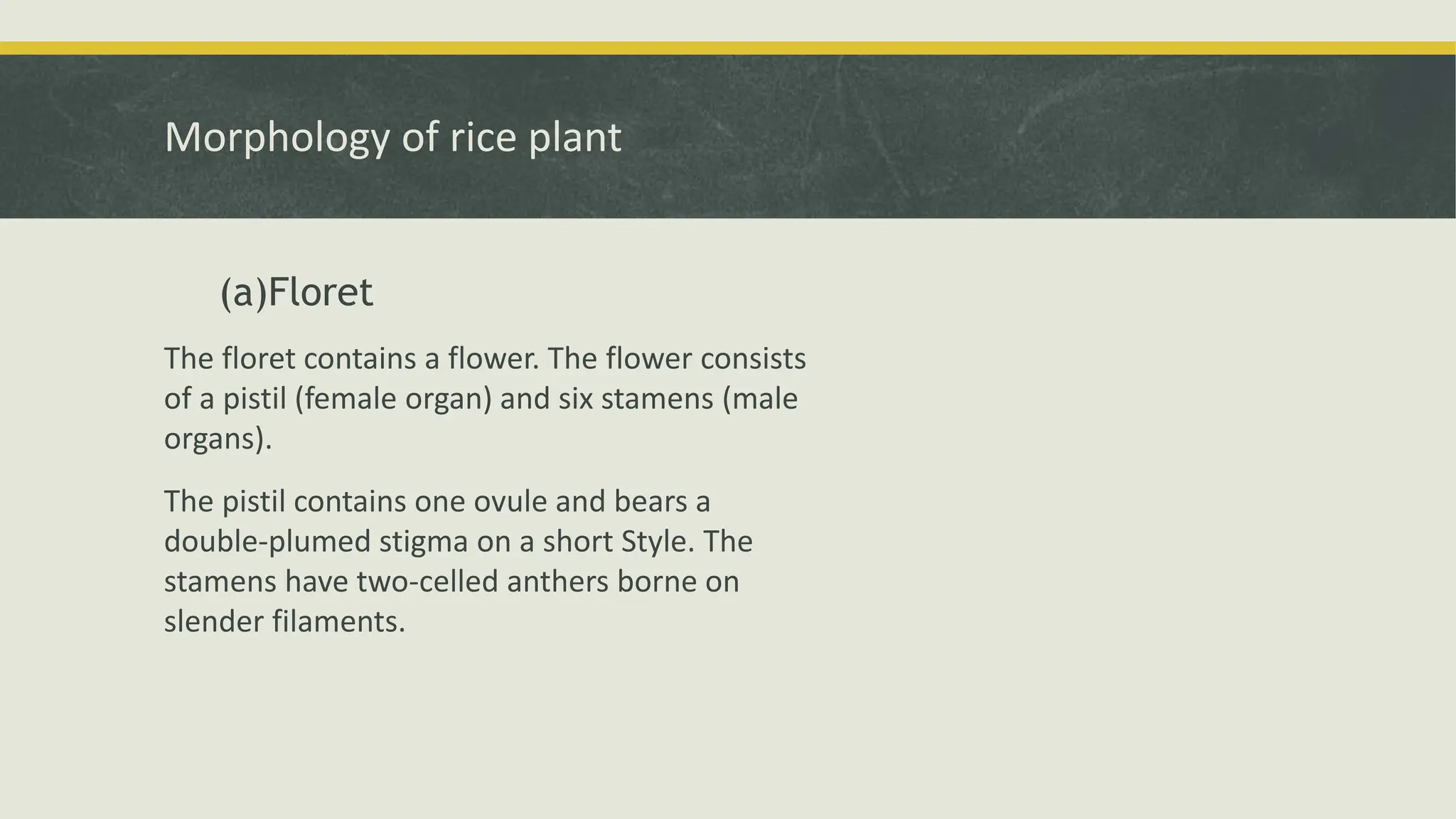 Morphology and growth stages of Rice.pptx