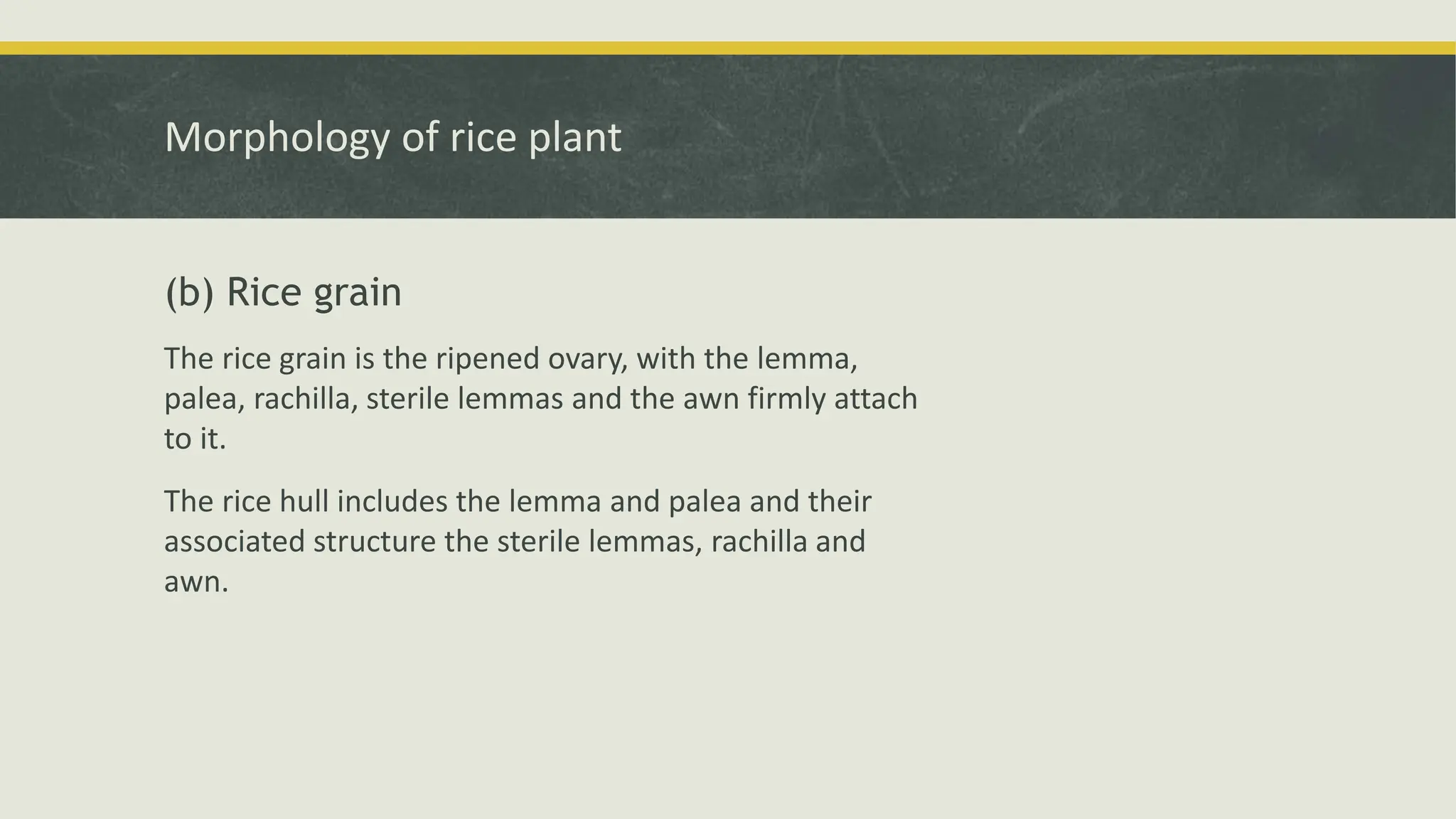 Morphology and growth stages of Rice.pptx