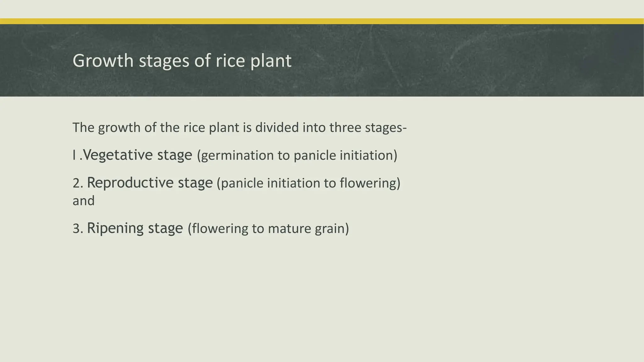 Morphology and growth stages of Rice.pptx
