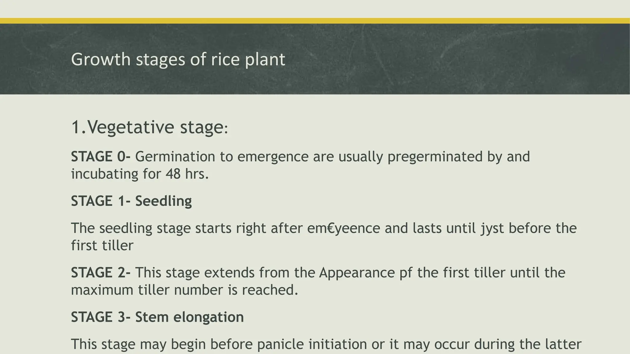 Morphology and growth stages of Rice.pptx