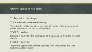 Morphology and growth stages of Rice.pptx
