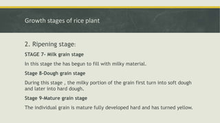 Morphology and growth stages of Rice.pptx